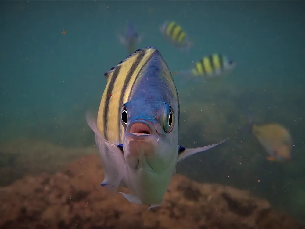 Colorful Reef Fish of the Southern Coast of Sri Lanka | Smithsonian ...