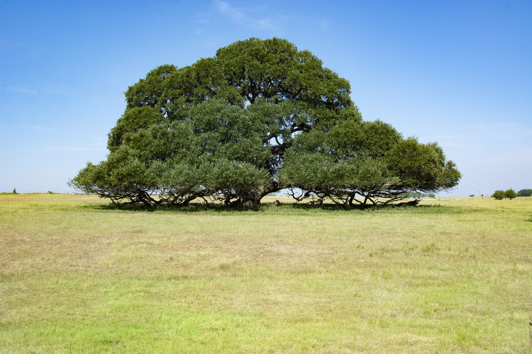 A Place in the Shade | Smithsonian Photo Contest | Smithsonian Magazine