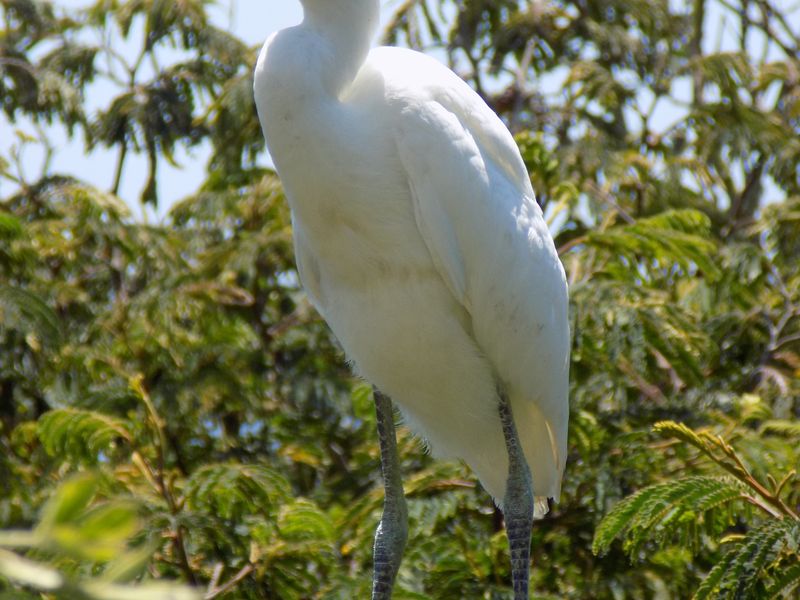 A bird on Alcatraz | Smithsonian Photo Contest | Smithsonian Magazine