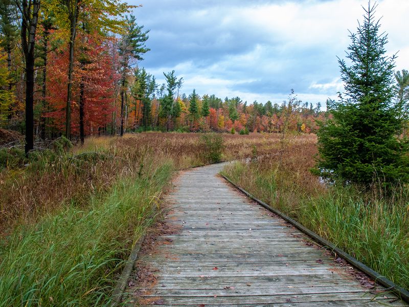 Wetland Boardwalk | Smithsonian Photo Contest | Smithsonian Magazine