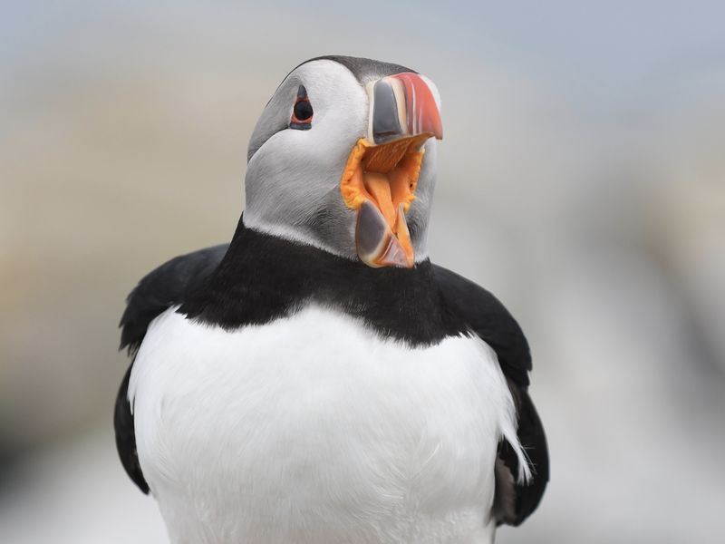 Atlantic puffin with gaping bill | Smithsonian Photo Contest ...