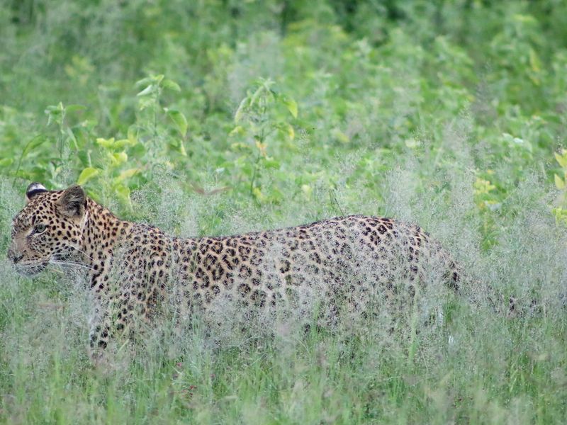 Prowling Leopard | Smithsonian Photo Contest | Smithsonian Magazine