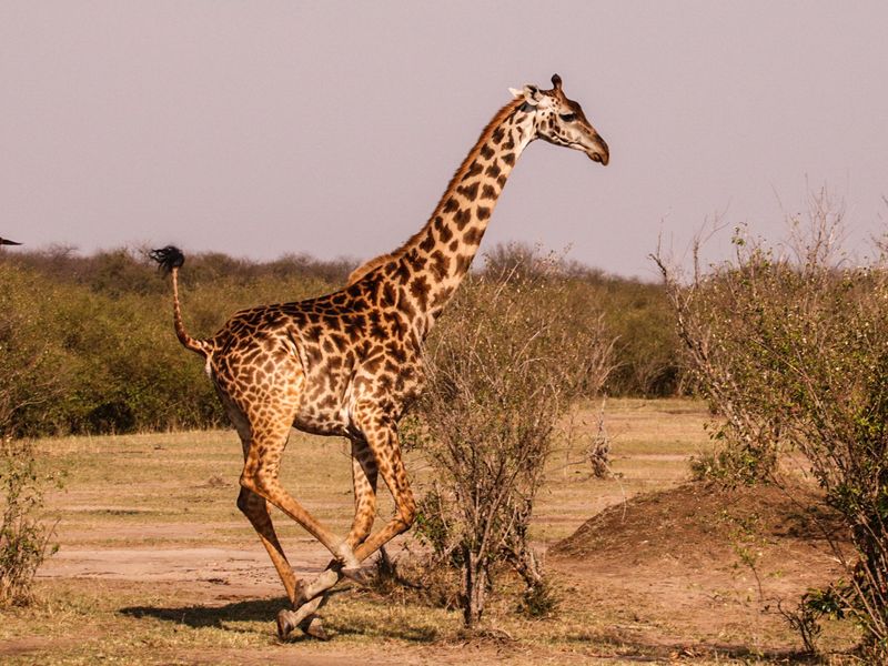 The galloping GIraffe | Smithsonian Photo Contest | Smithsonian Magazine