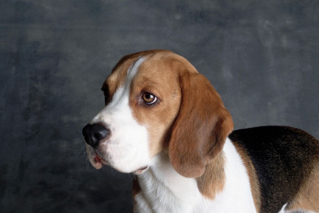 Genetically Edited Hercules Dogs Can Pack on Extra Muscles