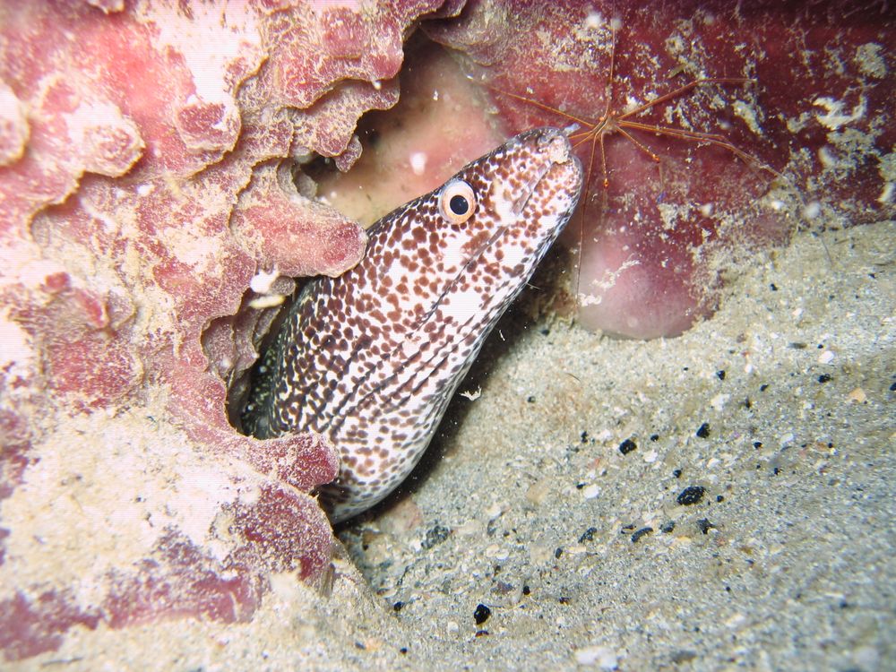 Diving in St. Croix - Eel with Yellow Arrow Crab | Smithsonian Photo ...