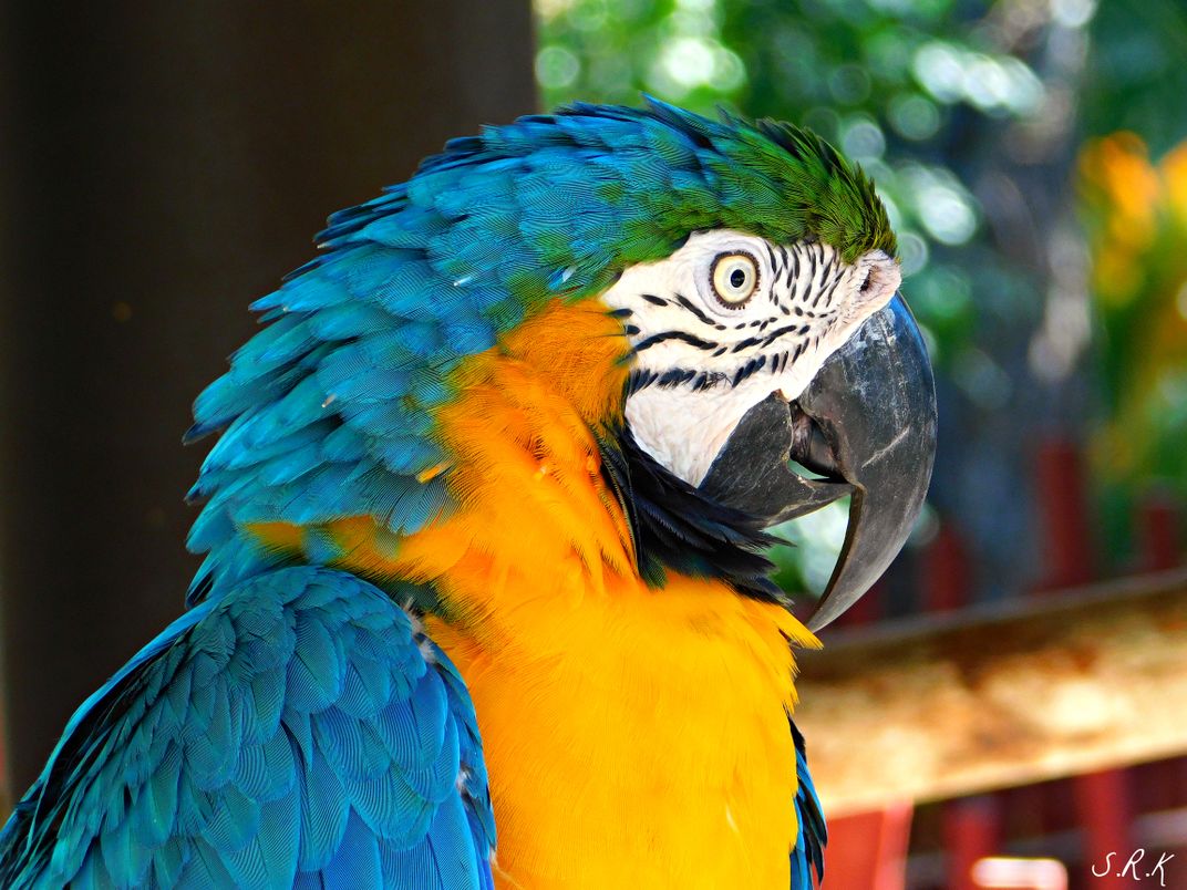 Beautiful Parrot at the Naples Zoo | Smithsonian Photo Contest ...