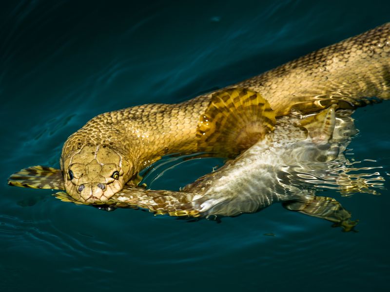 An Australian sea snake with prey | Smithsonian Photo Contest ...