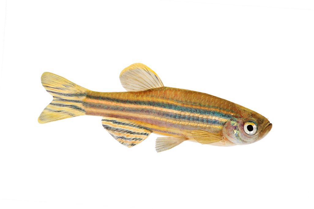 zebrafish design