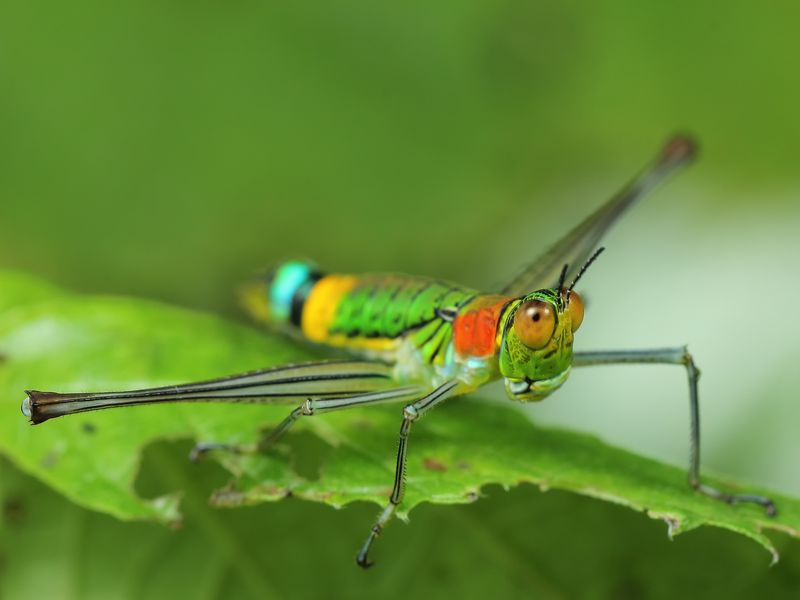 Paramastax rosenbergi, A small and colorful grasshopper | Smithsonian ...