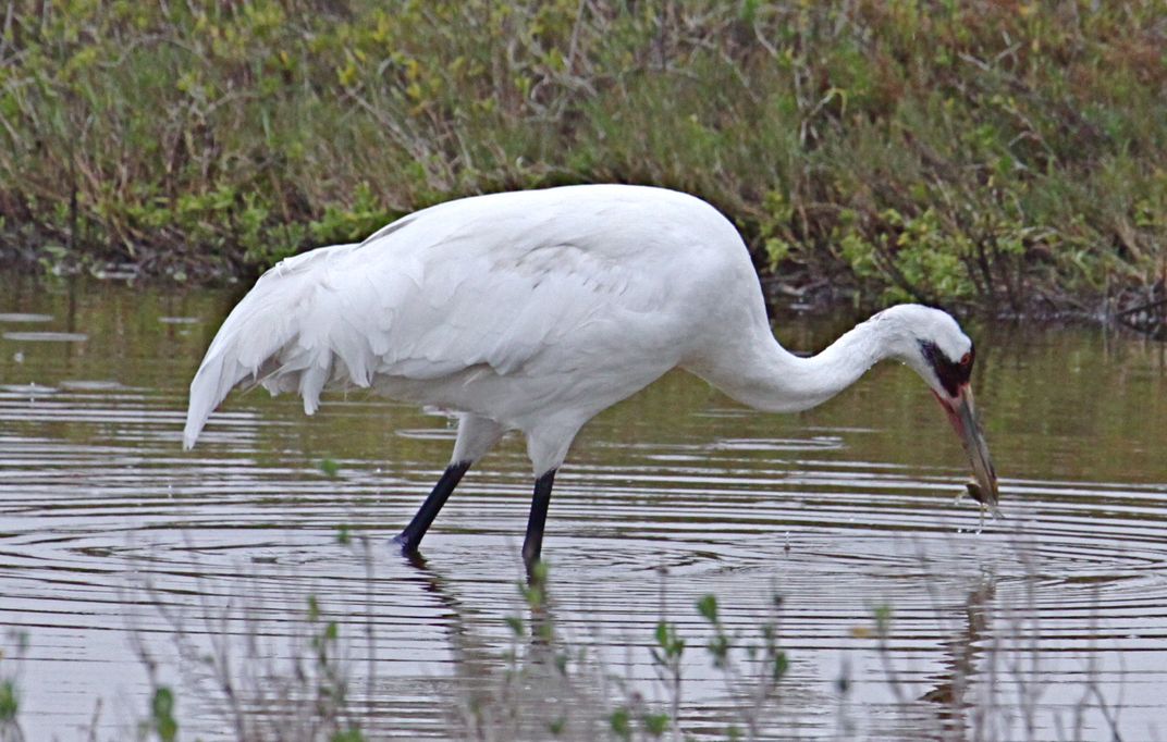 Rare Catch!Whooping Crane Catching Crab. | Smithsonian Photo Contest ...