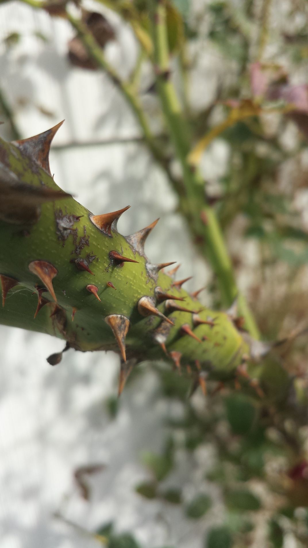 Thorns | Smithsonian Photo Contest | Smithsonian Magazine
