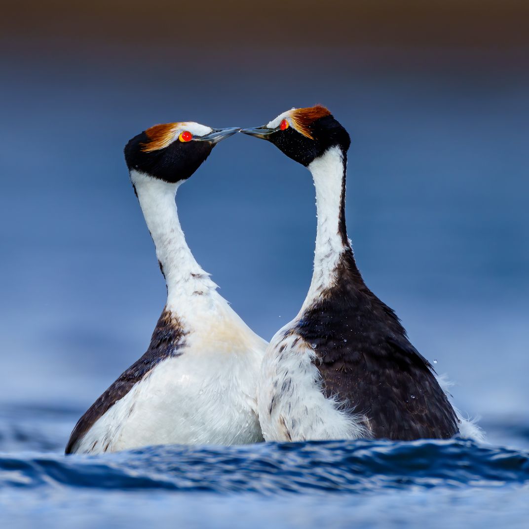 The bond | Smithsonian Photo Contest | Smithsonian Magazine