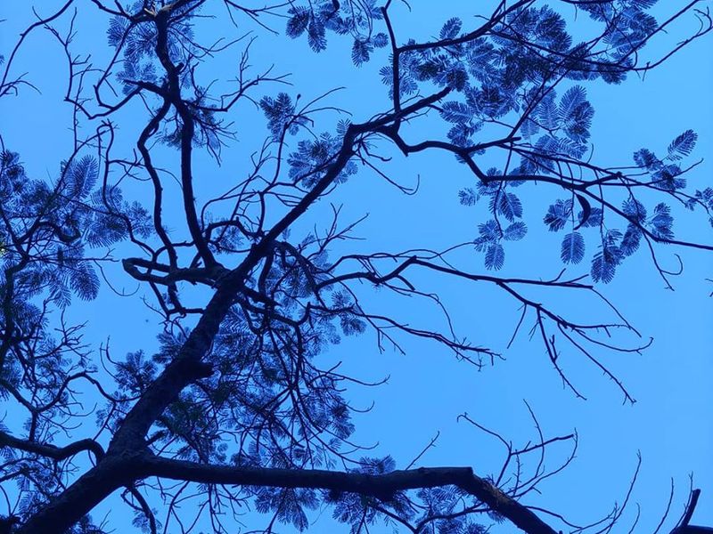 Blue Tree | Smithsonian Photo Contest | Smithsonian Magazine