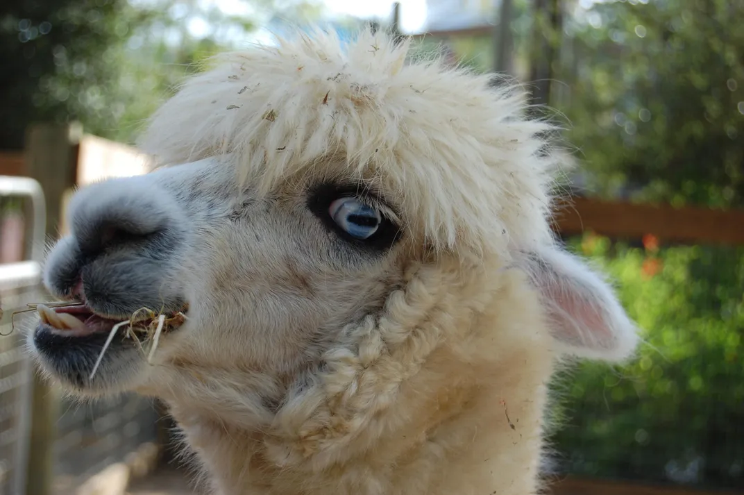 At the Brevard County Zoo with my best friend. This llama seems to be ...