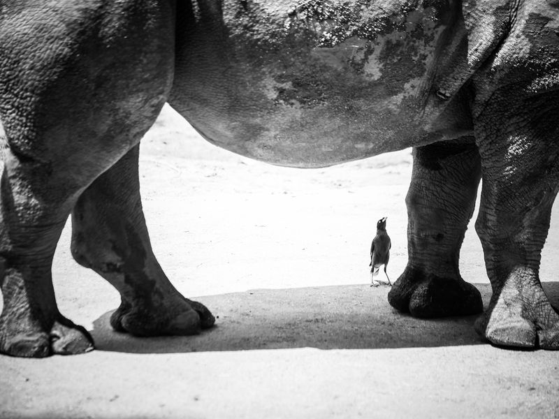 Big versus small | Smithsonian Photo Contest | Smithsonian Magazine