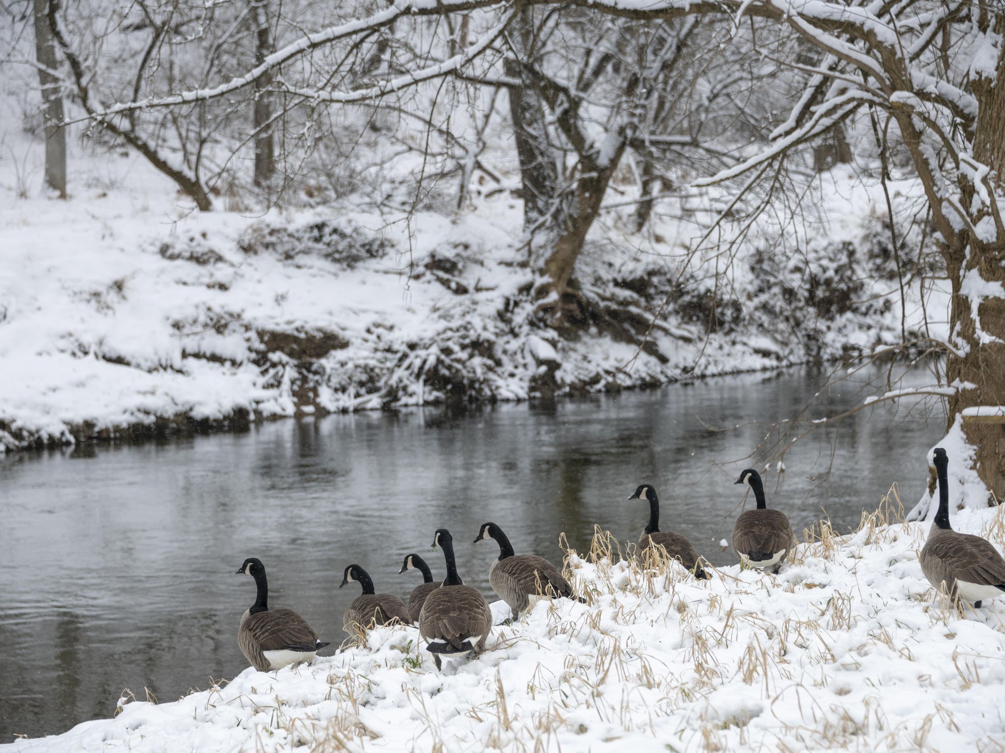 Birding in a Winter Wonderland and More Seasonal Programs in December ...