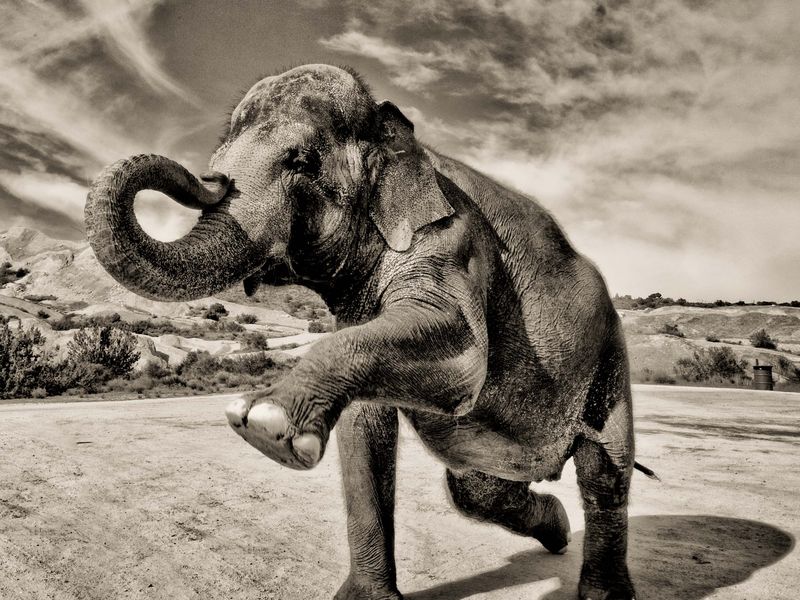elephant raising leg | Smithsonian Photo Contest | Smithsonian Magazine