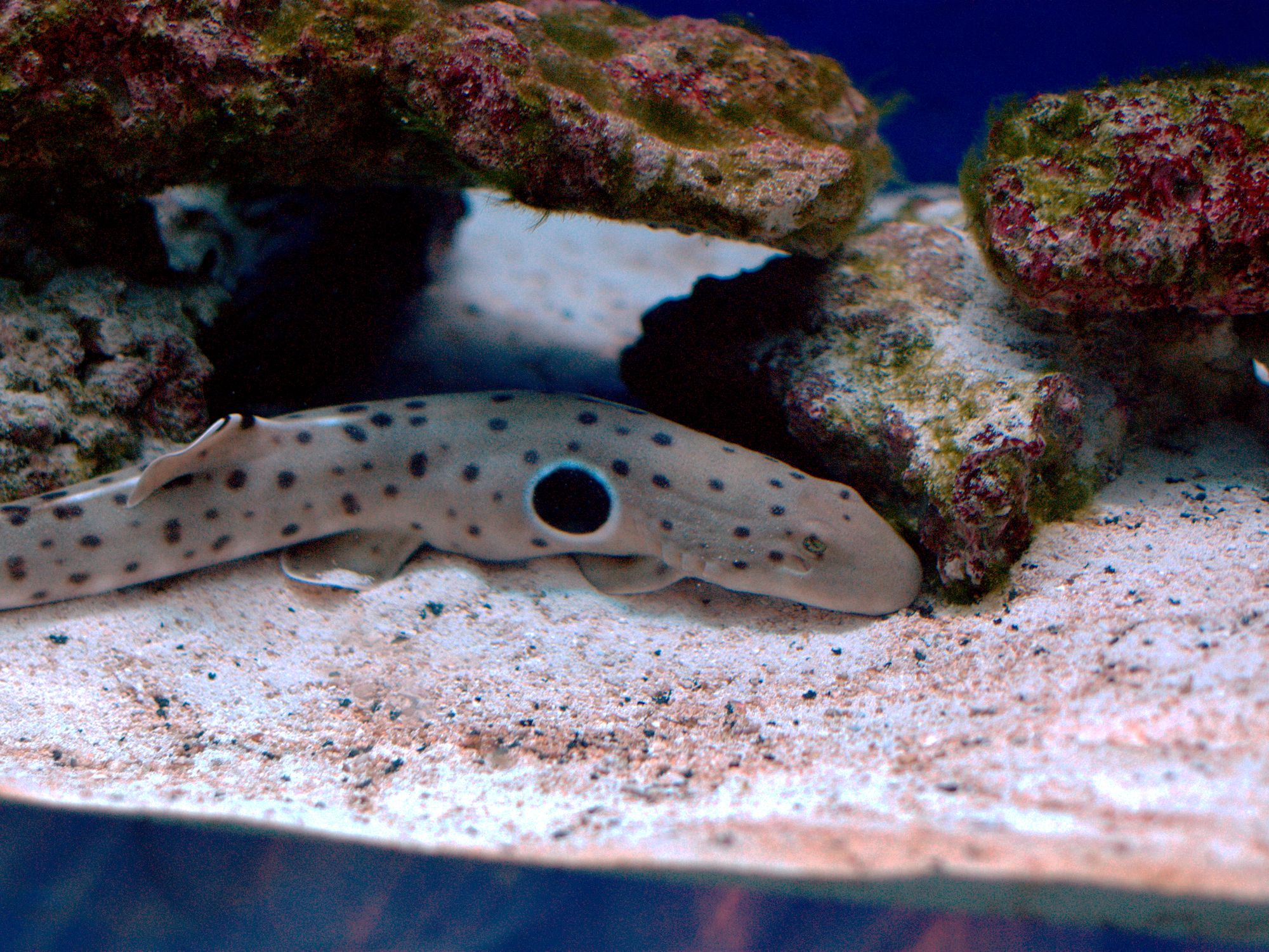 Ocean Warming Threatens Baby Sharks in the Great Barrier Reef