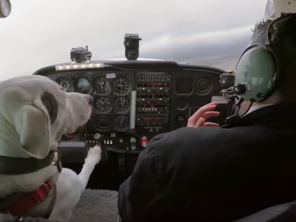 British TV Show Asks If Dogs Can Fly Airplanes and...Yes, They Can