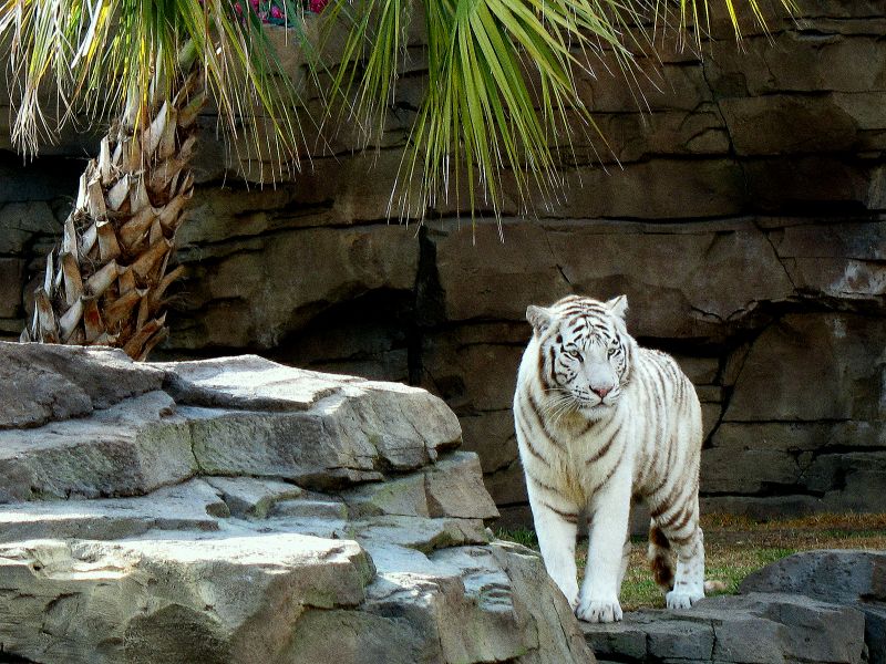 Snow tiger overlooking. | Smithsonian Photo Contest | Smithsonian Magazine
