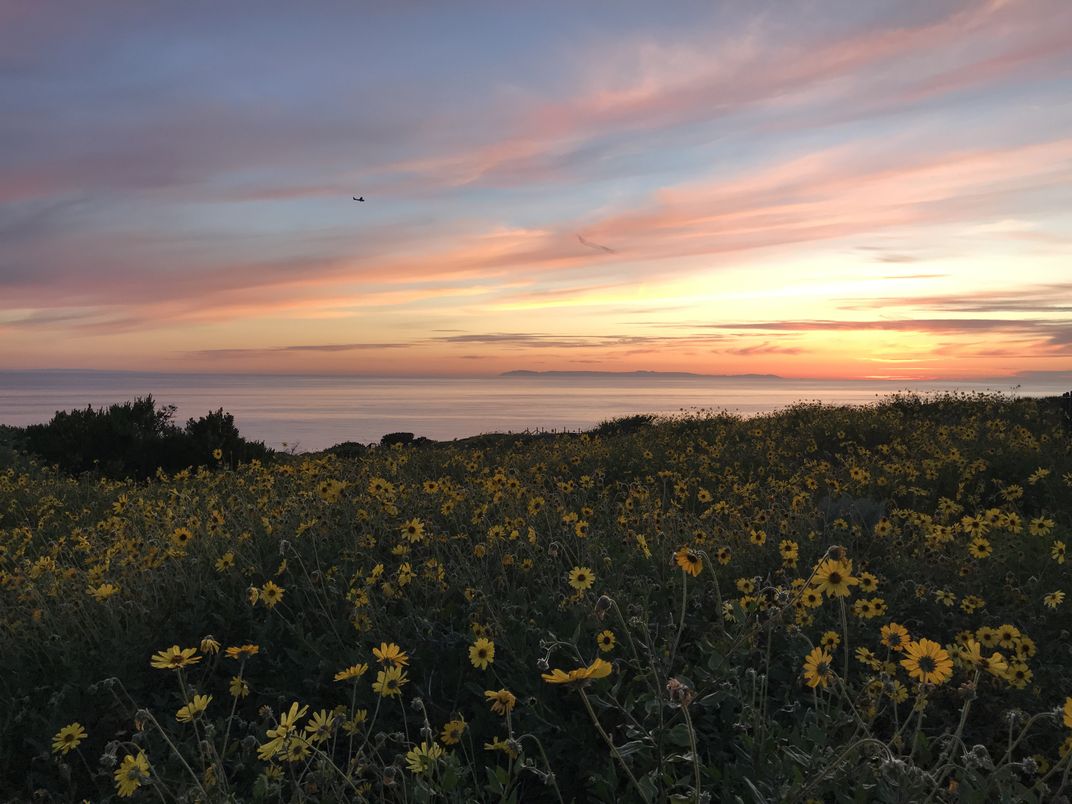 Sunset over a field of flowers | Smithsonian Photo Contest ...