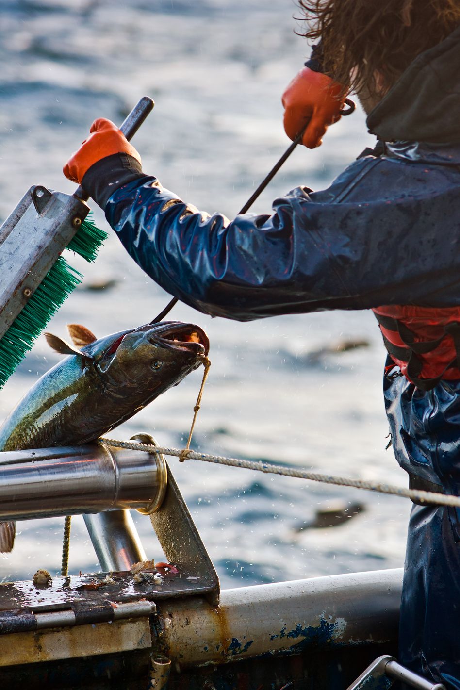 A fishing buddy of mine hauling in a nice blackcod. | Smithsonian Photo ...
