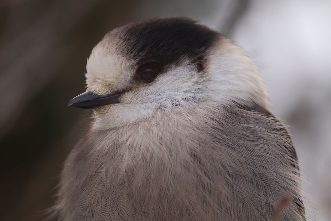 Grey Jay Encounter | Smithsonian Photo Contest | Smithsonian Magazine