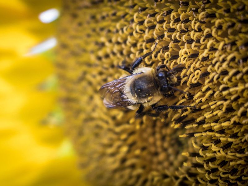Bee Sunny | Smithsonian Photo Contest | Smithsonian Magazine