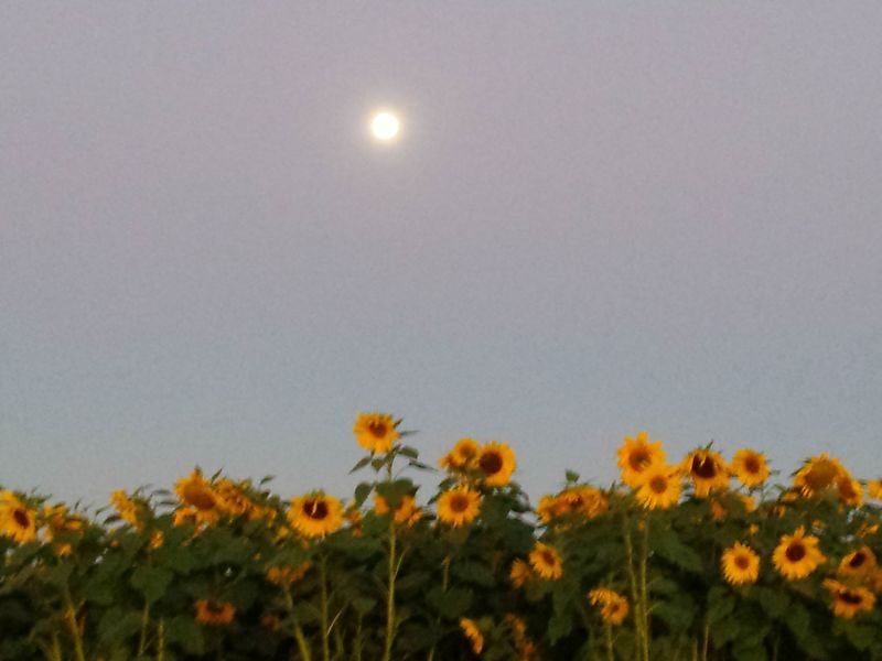 Sunflowers Beneath the Moon | Smithsonian Photo Contest | Smithsonian ...
