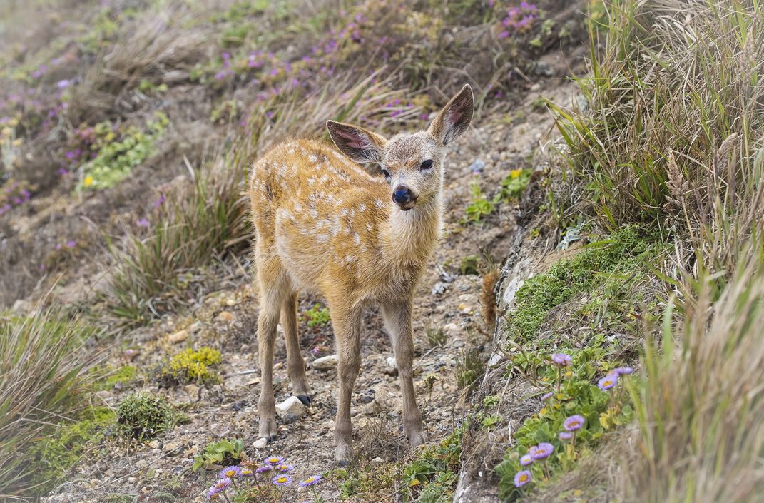 Black Tailed Deer, Point Reyes National Seashore | Smithsonian Photo ...