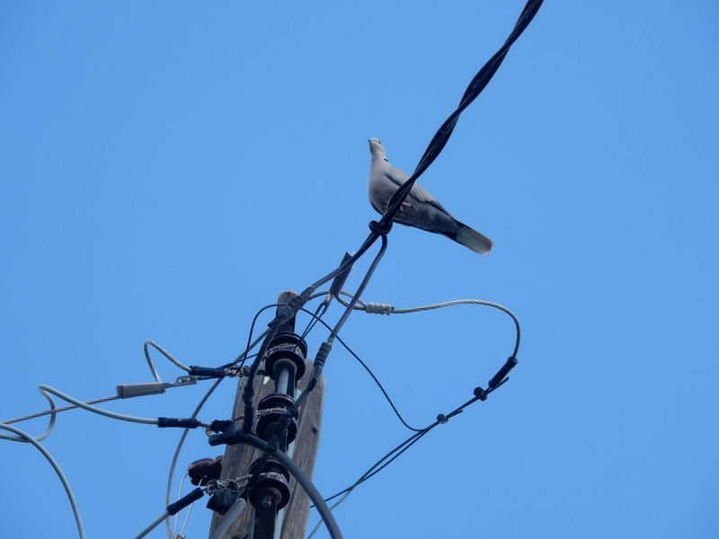 Bird on powerlines | Smithsonian Photo Contest | Smithsonian Magazine