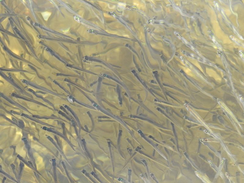 school of minnows | Smithsonian Photo Contest | Smithsonian Magazine