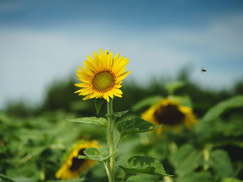 Summer Bees | Smithsonian Photo Contest | Smithsonian Magazine