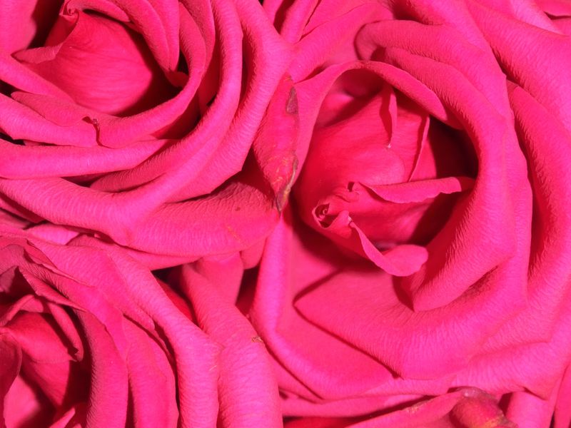 Rose Glow | Smithsonian Photo Contest | Smithsonian Magazine