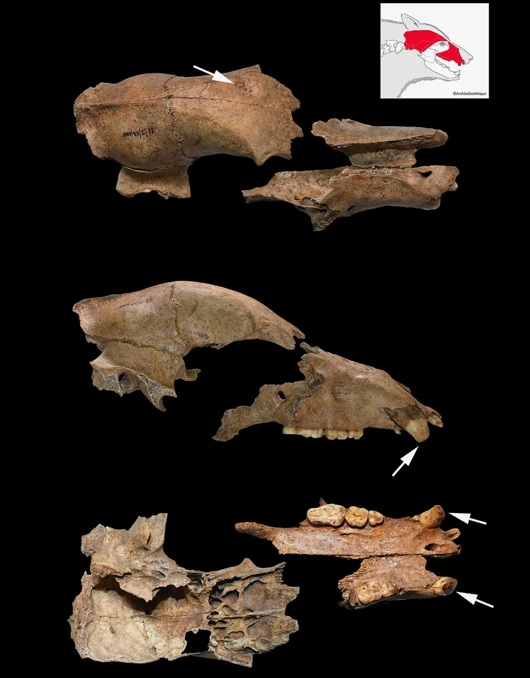 The Skull of an Ancient Brown Bear Tells a Story of Brutality and Abuse ...