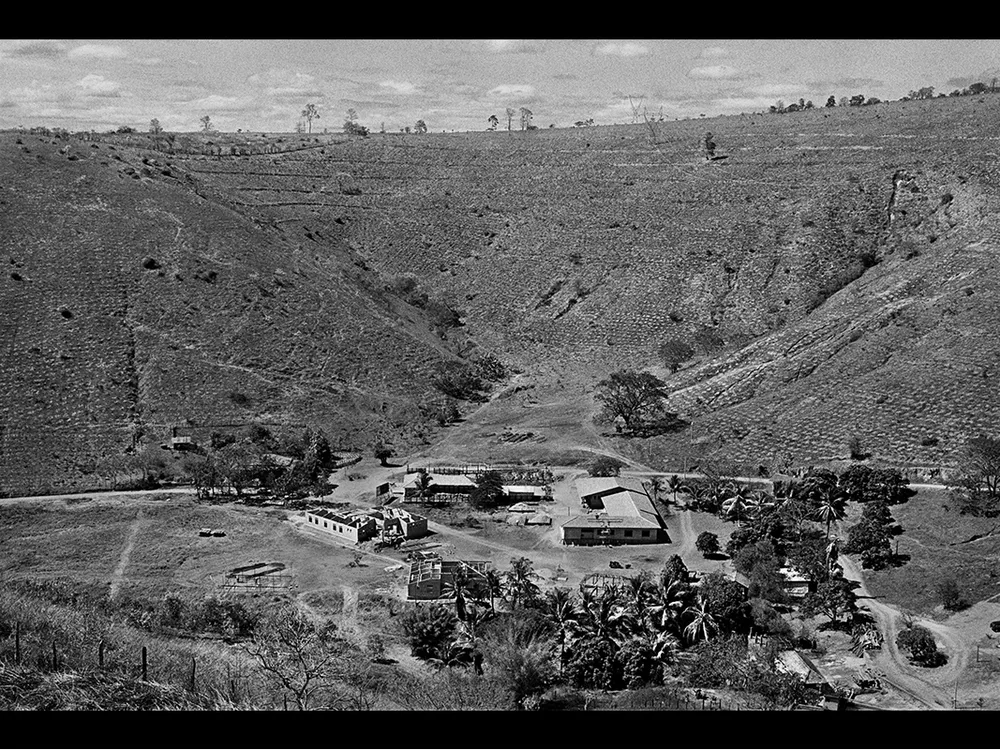 Sebastião Salgado Has Seen the Forest, Now He's Seeing the Trees