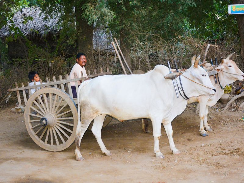 Ox Cart Ride | Smithsonian Photo Contest | Smithsonian Magazine