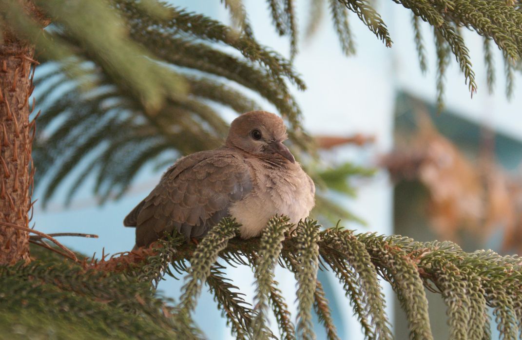 Little Baby Bird's first time out of her nest | Smithsonian Photo ...