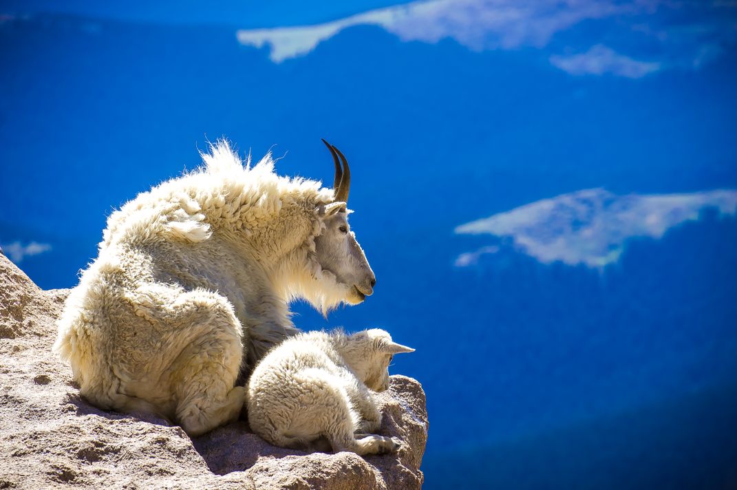 A mountain goats family on the top of Mount Evans – Colorado ...