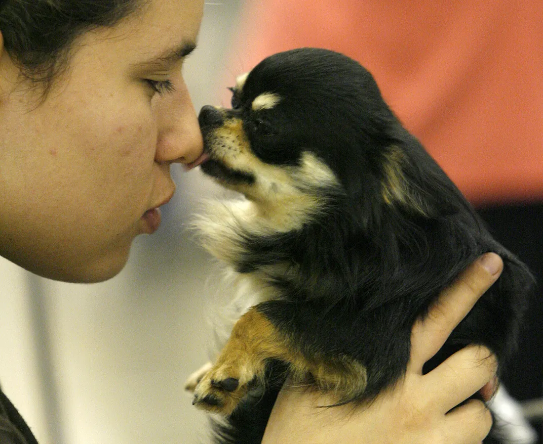 How One Chihuahua Proved to Be a Link to the Ancient Dogs That Moved to ...