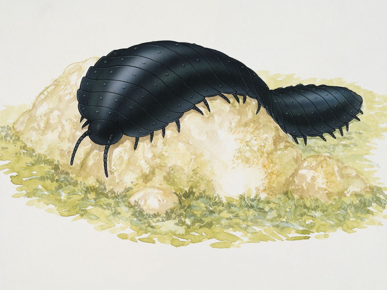 pulmonoscorpius size