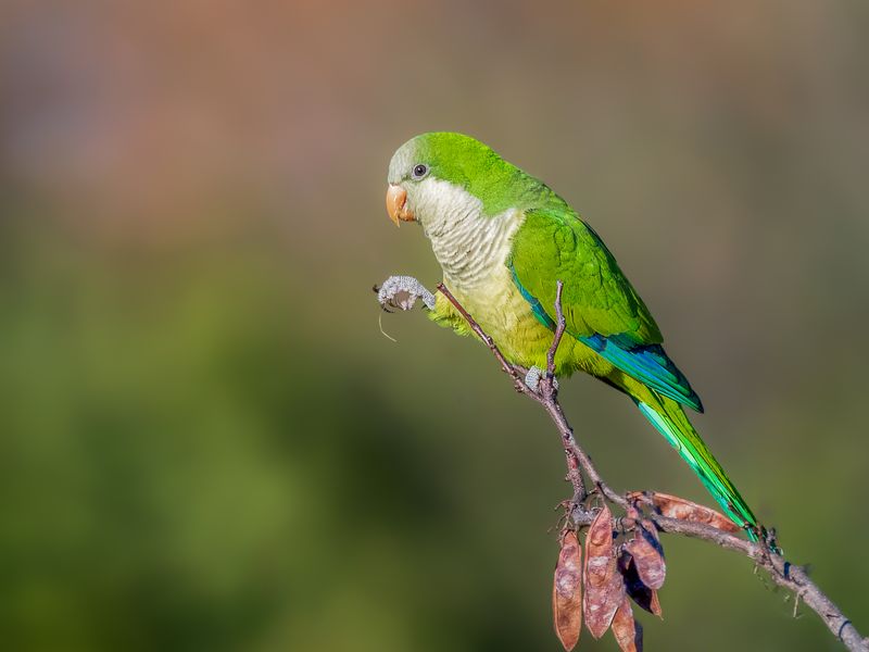 Monk Parakeet | Smithsonian Photo Contest | Smithsonian Magazine