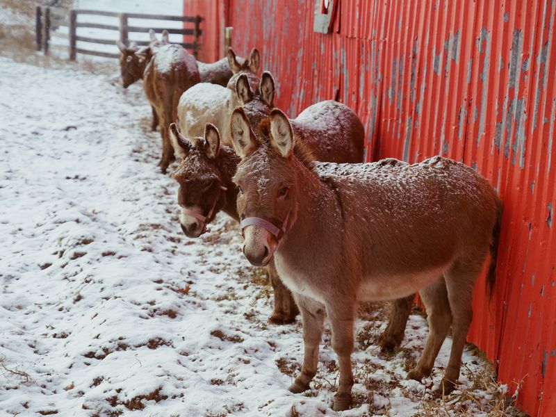 Snow Donkey | Smithsonian Photo Contest | Smithsonian Magazine