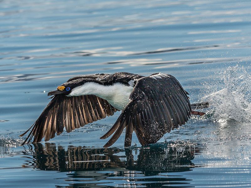 Blue Eyed Shag | Smithsonian Photo Contest | Smithsonian Magazine