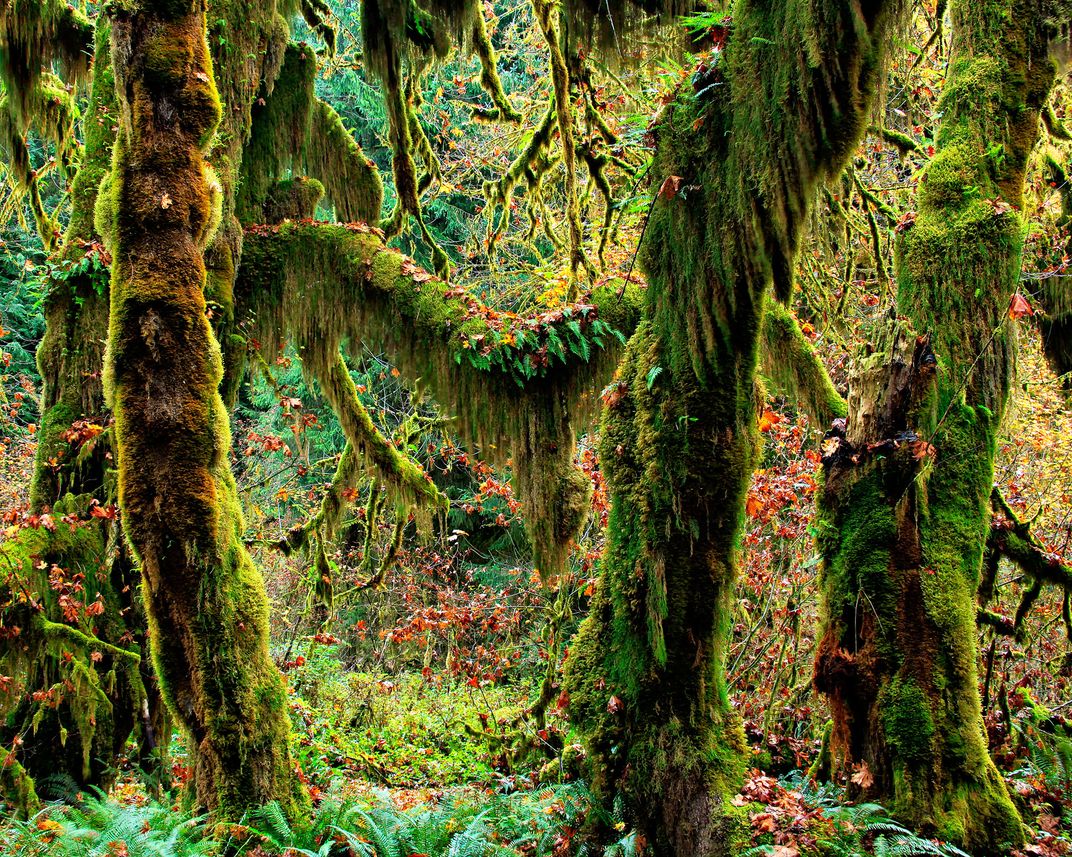 Trees in Olympic NP | Smithsonian Photo Contest | Smithsonian Magazine