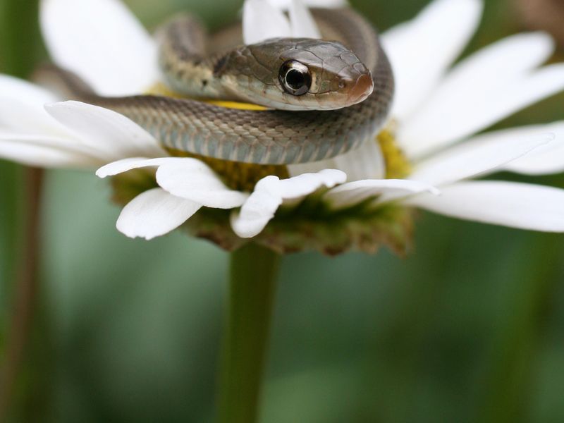 A tiny garter snake on a daisy flower | Smithsonian Photo Contest ...