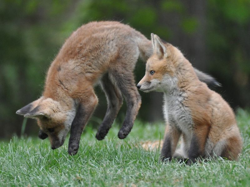 Baby foxes pouncing on their food. | Smithsonian Photo Contest ...