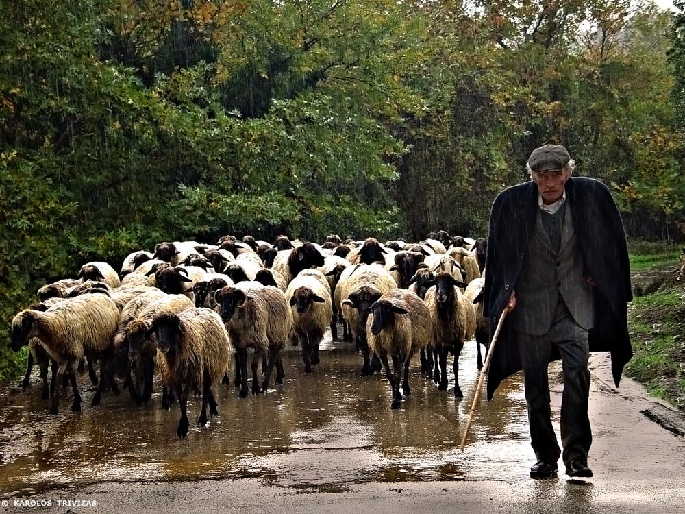 Shepherd Boy With Sheep