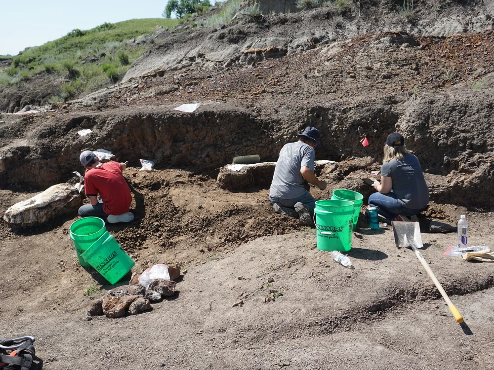 paleontologist digging