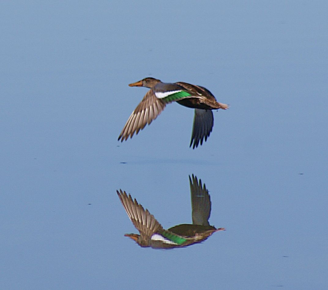 duck flying over a still blue lake | Smithsonian Photo Contest ...